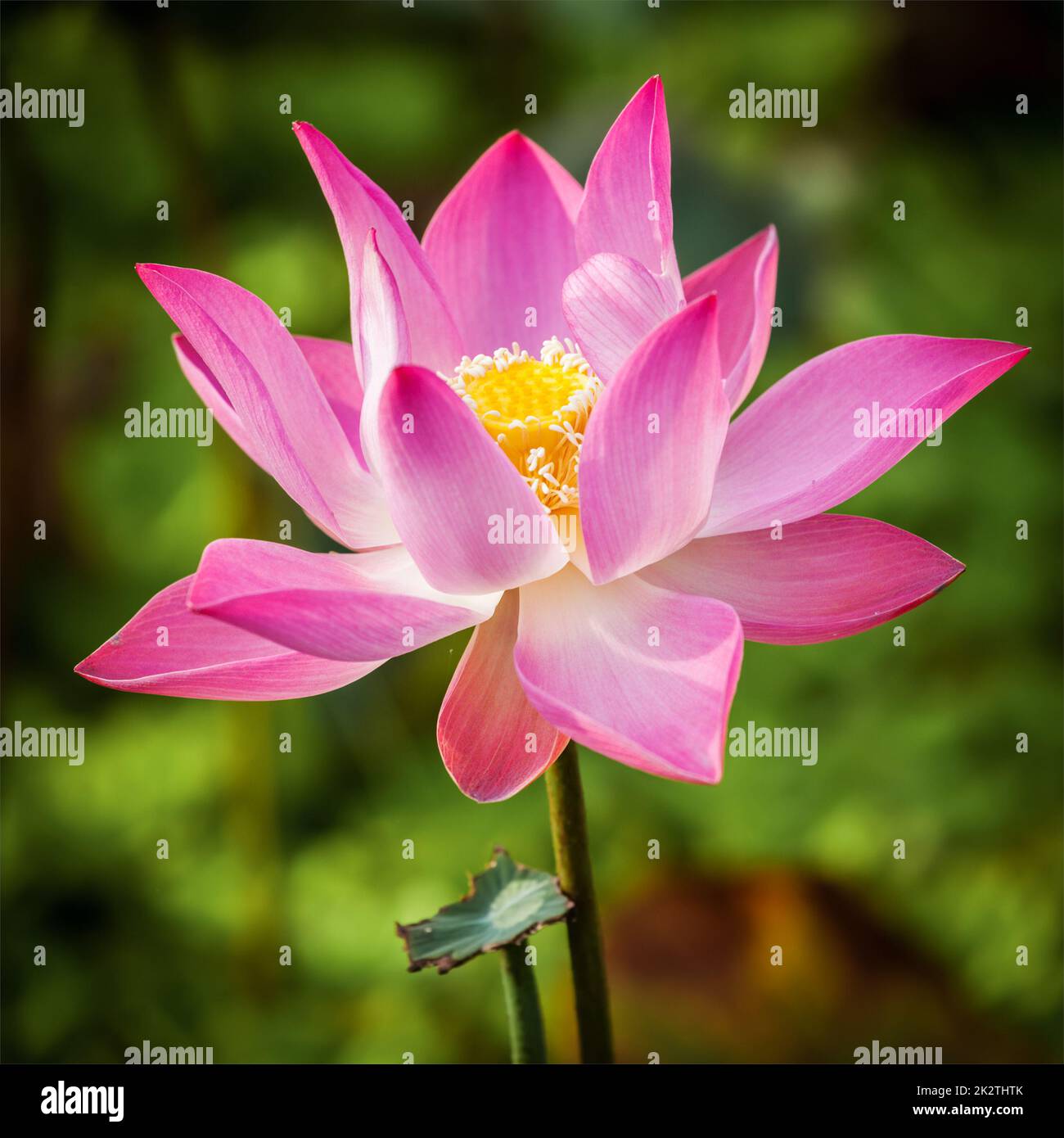 Lotus close up Stock Photo - Alamy