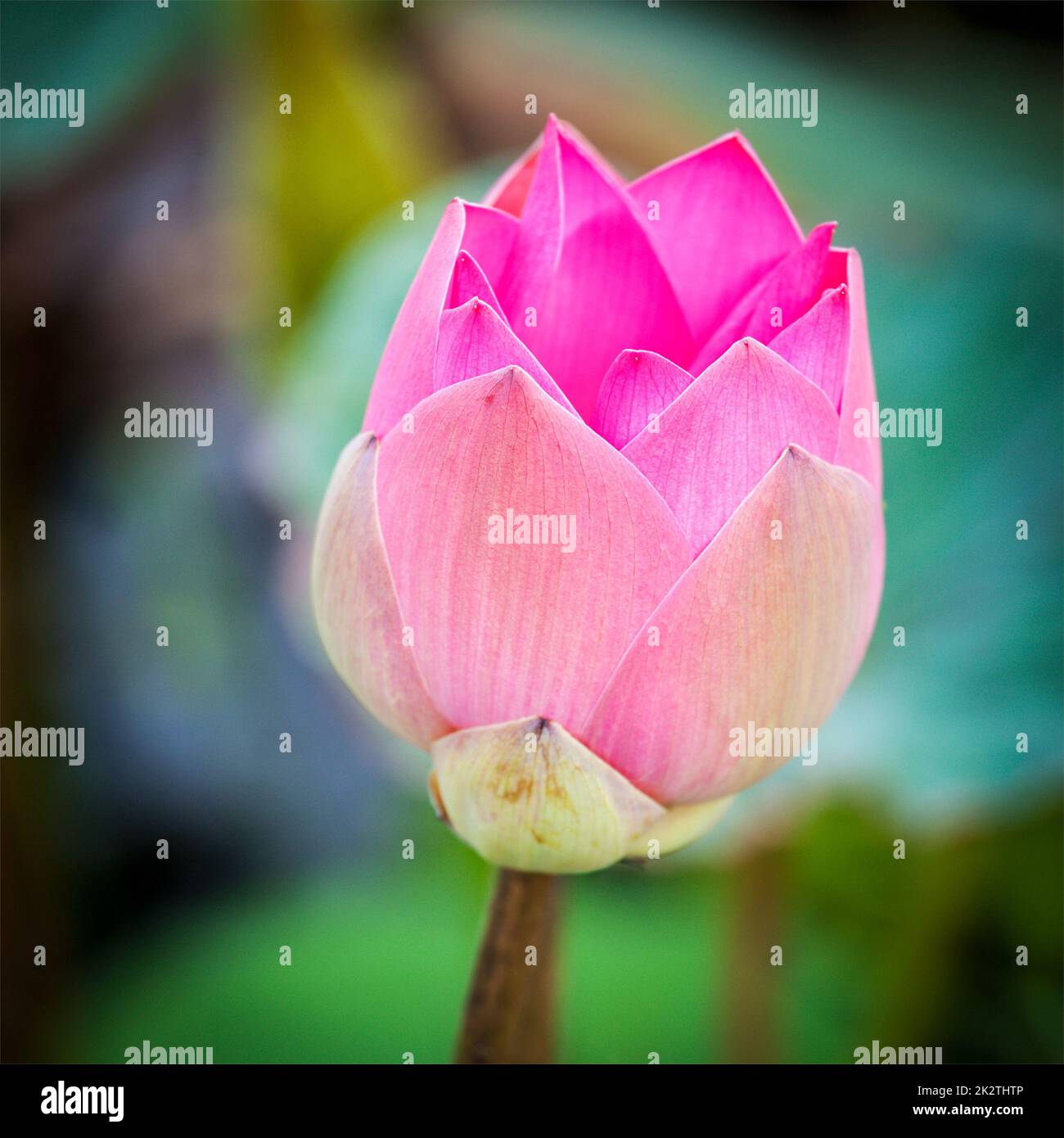 Lotus close up Stock Photo - Alamy