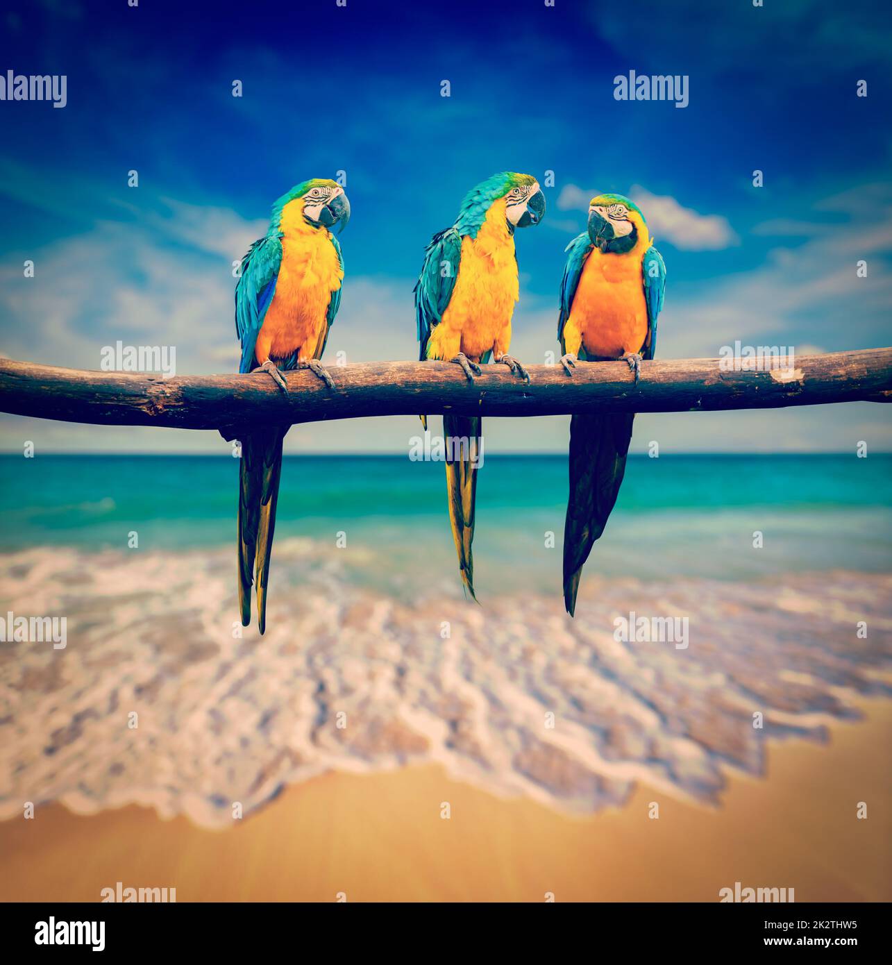 Three parrots Blue-and-Yellow Macaw Ara ararauna Stock Photo - Alamy