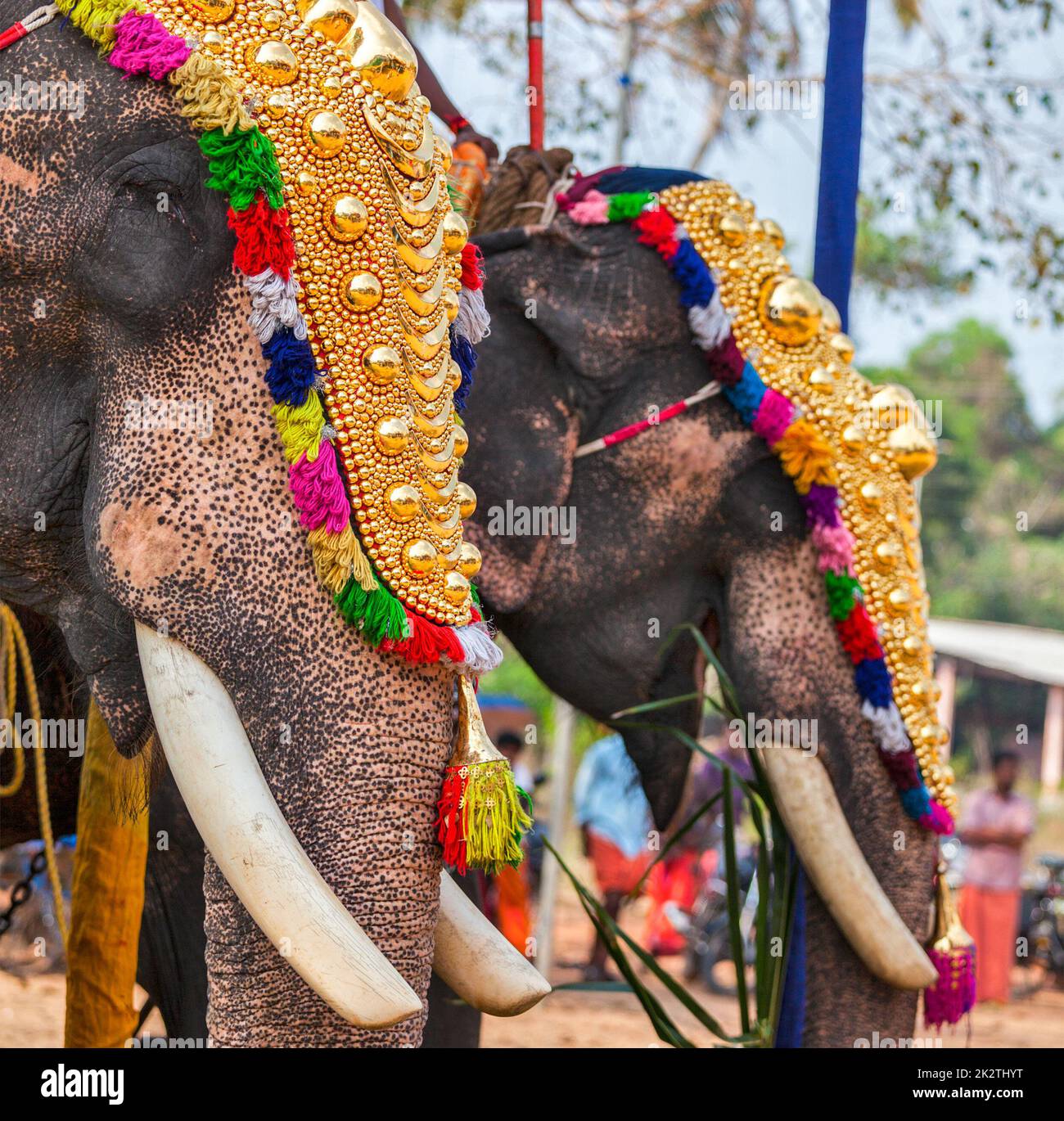 Decorated elephants hi-res stock photography and images - Alamy