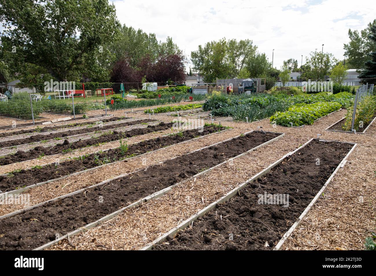 Vegetables rows hi-res stock photography and images - Alamy