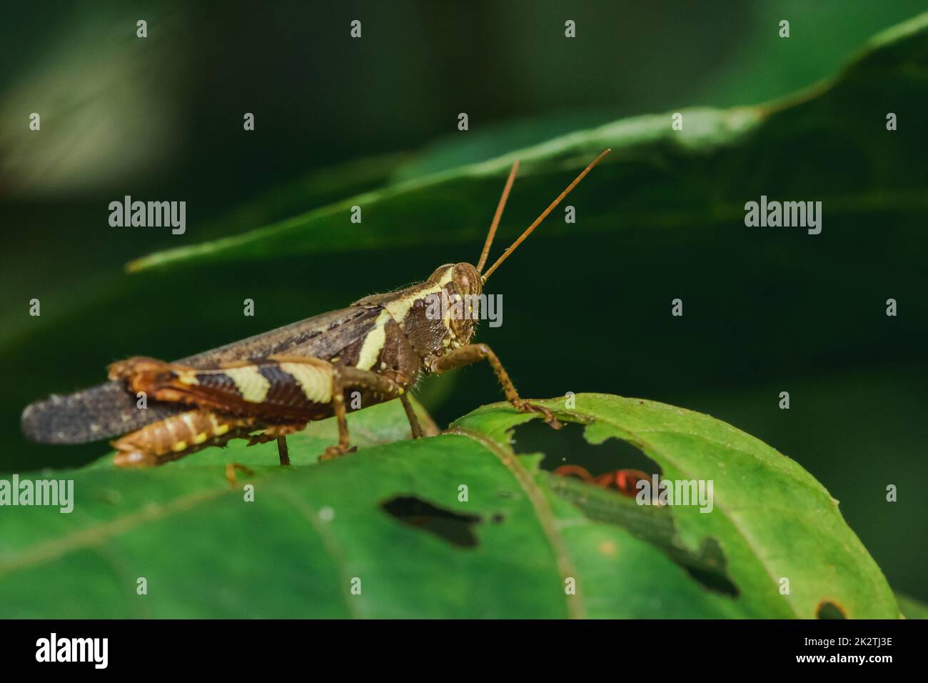 Orthoptera caelifera hi-res stock photography and images - Alamy