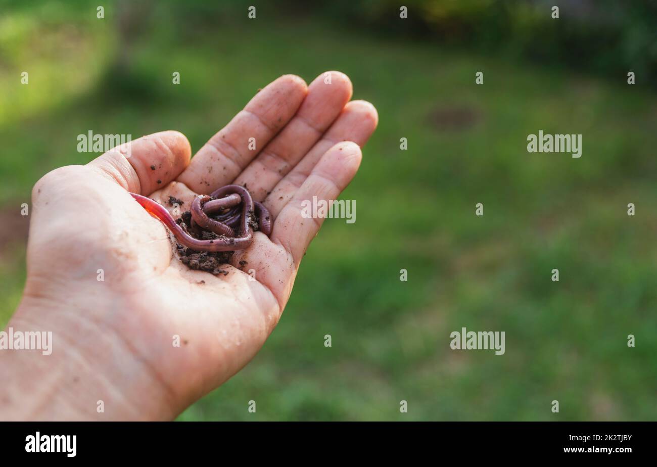 Earth worms and rain hi-res stock photography and images - Alamy