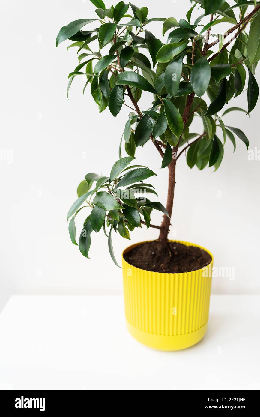 Ficus in flower pot hi-res stock photography and images - Alamy