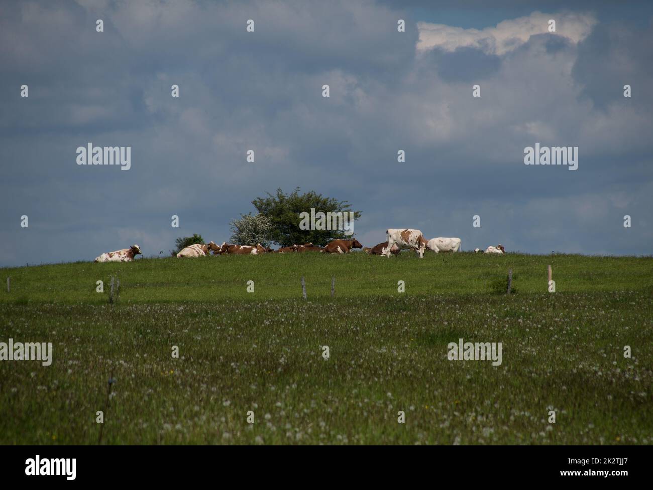 Some cows on meadow in the german area Rothaargebirge Stock Photo - Alamy