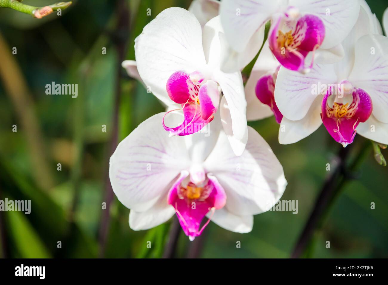 Orchid flower, Phalaenopsis Amabilis Stock Photo - Alamy
