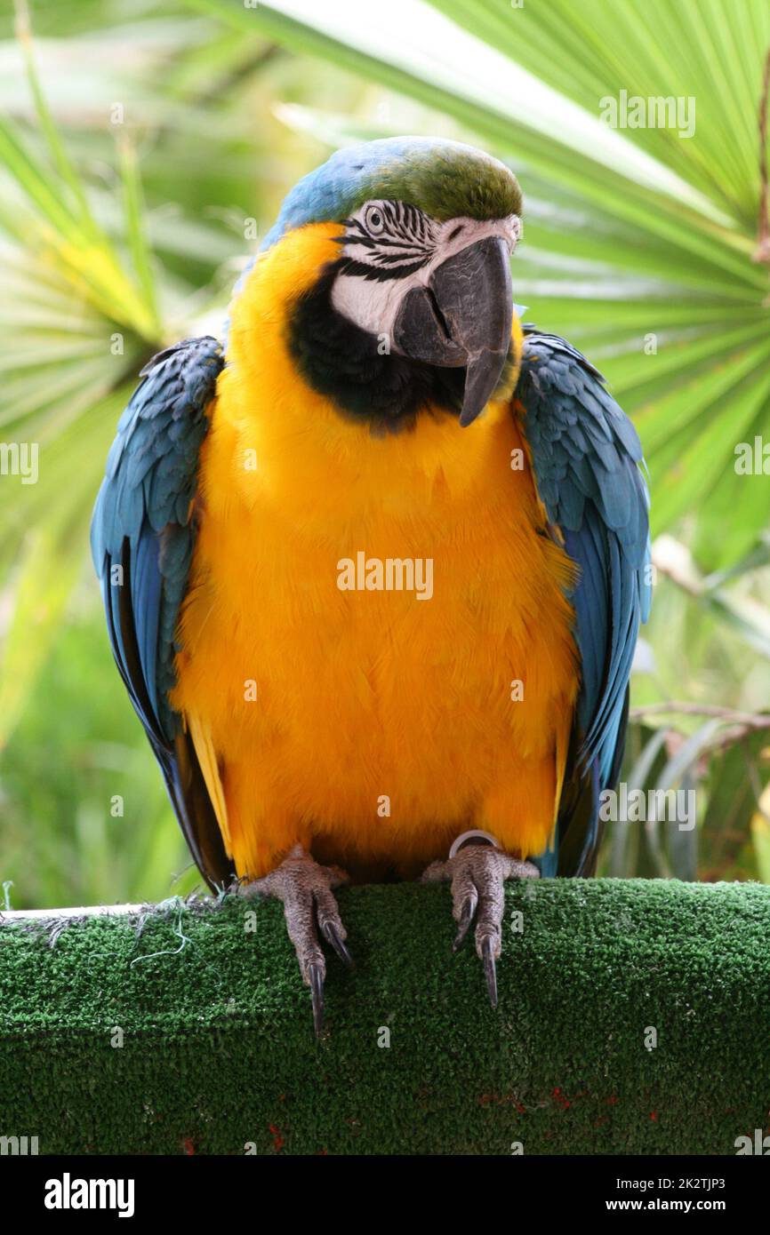 Ara parrot macaw blue bird arini hi-res stock photography and images ...