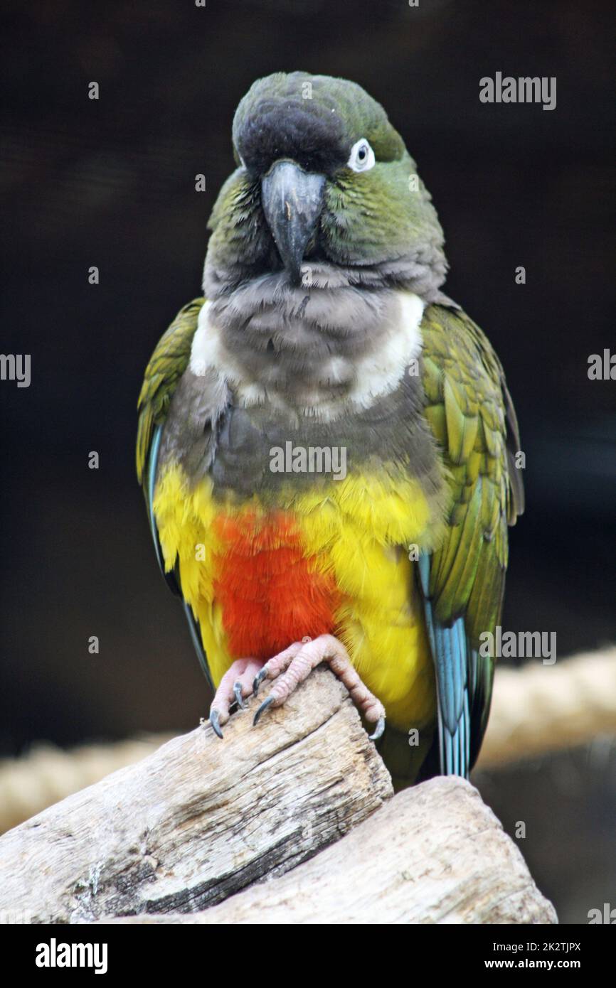 Burrowing parrot hi-res stock photography and images - Alamy