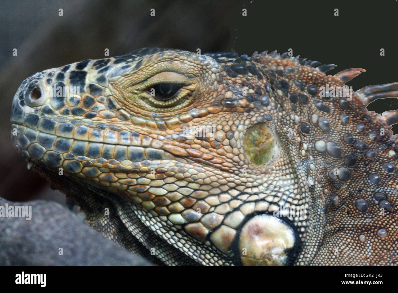 Leguan lizard hi-res stock photography and images - Alamy
