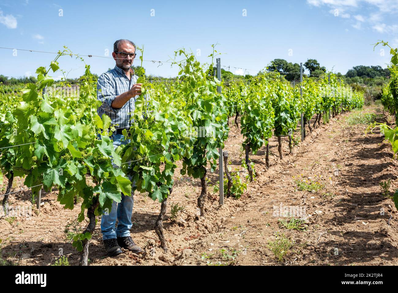 Green pruning of the vineyard in spring. Agriculture Stock Photo - Alamy