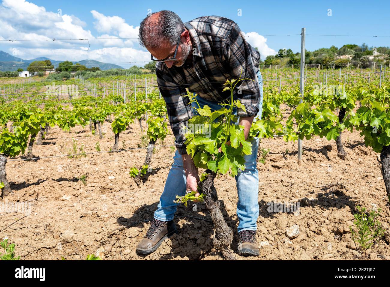 Green pruning of the vineyard in spring. Agriculture Stock Photo - Alamy