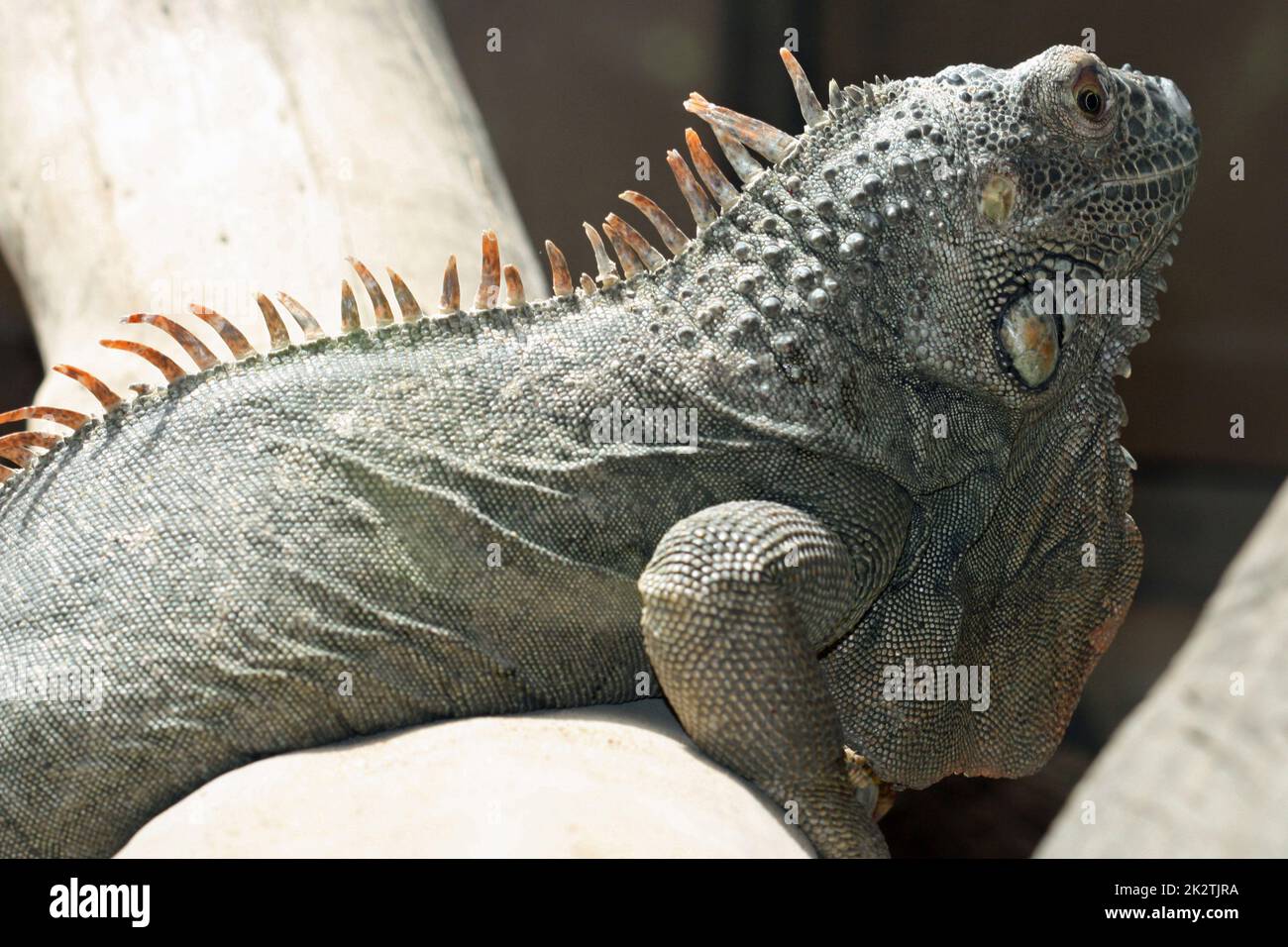 Leguan lizard hi-res stock photography and images - Alamy