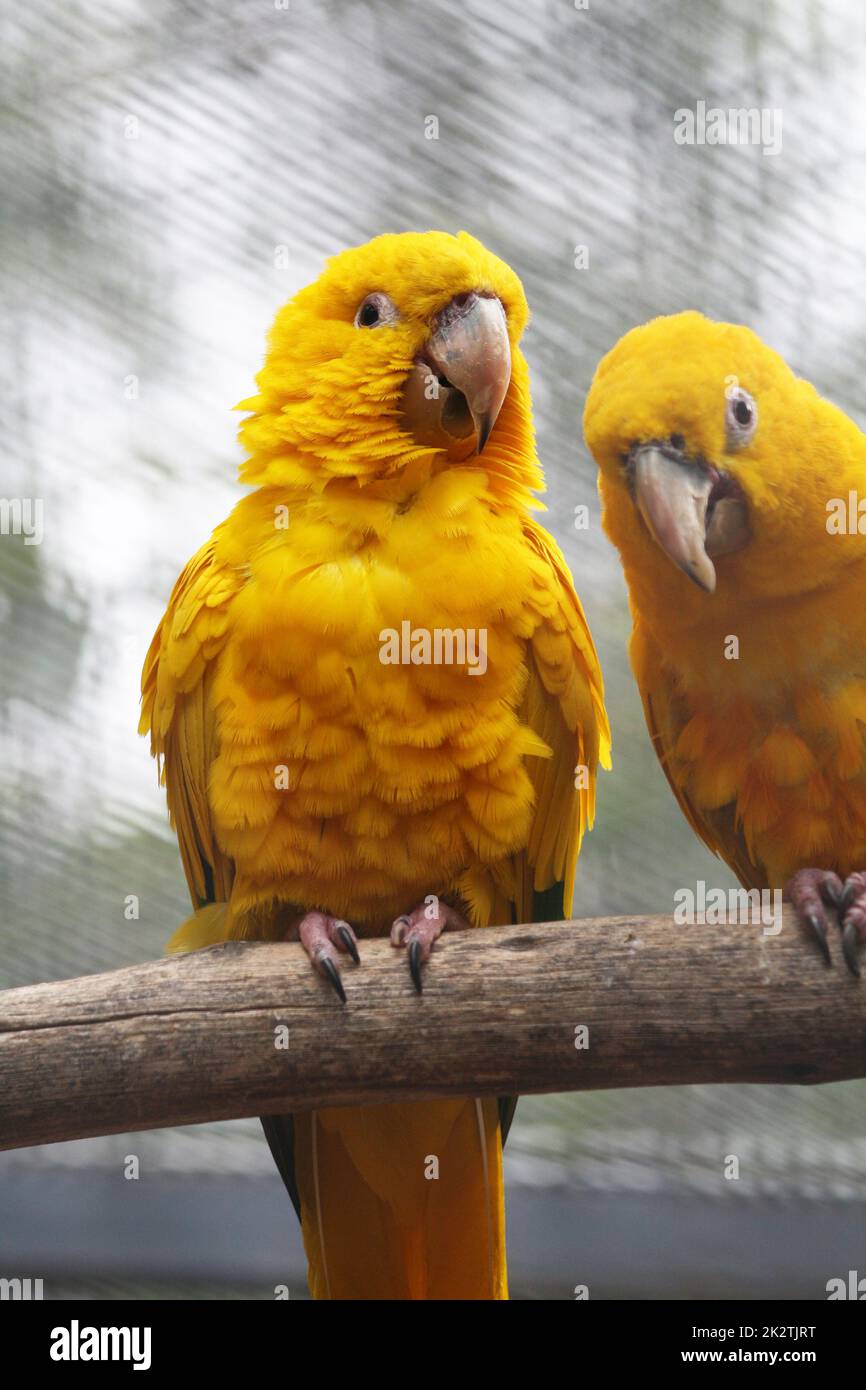 Golden parakeet hi-res stock photography and images - Alamy