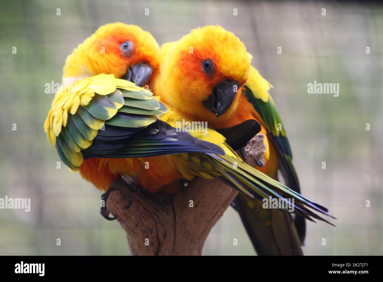 New world parakeet hi-res stock photography and images - Alamy