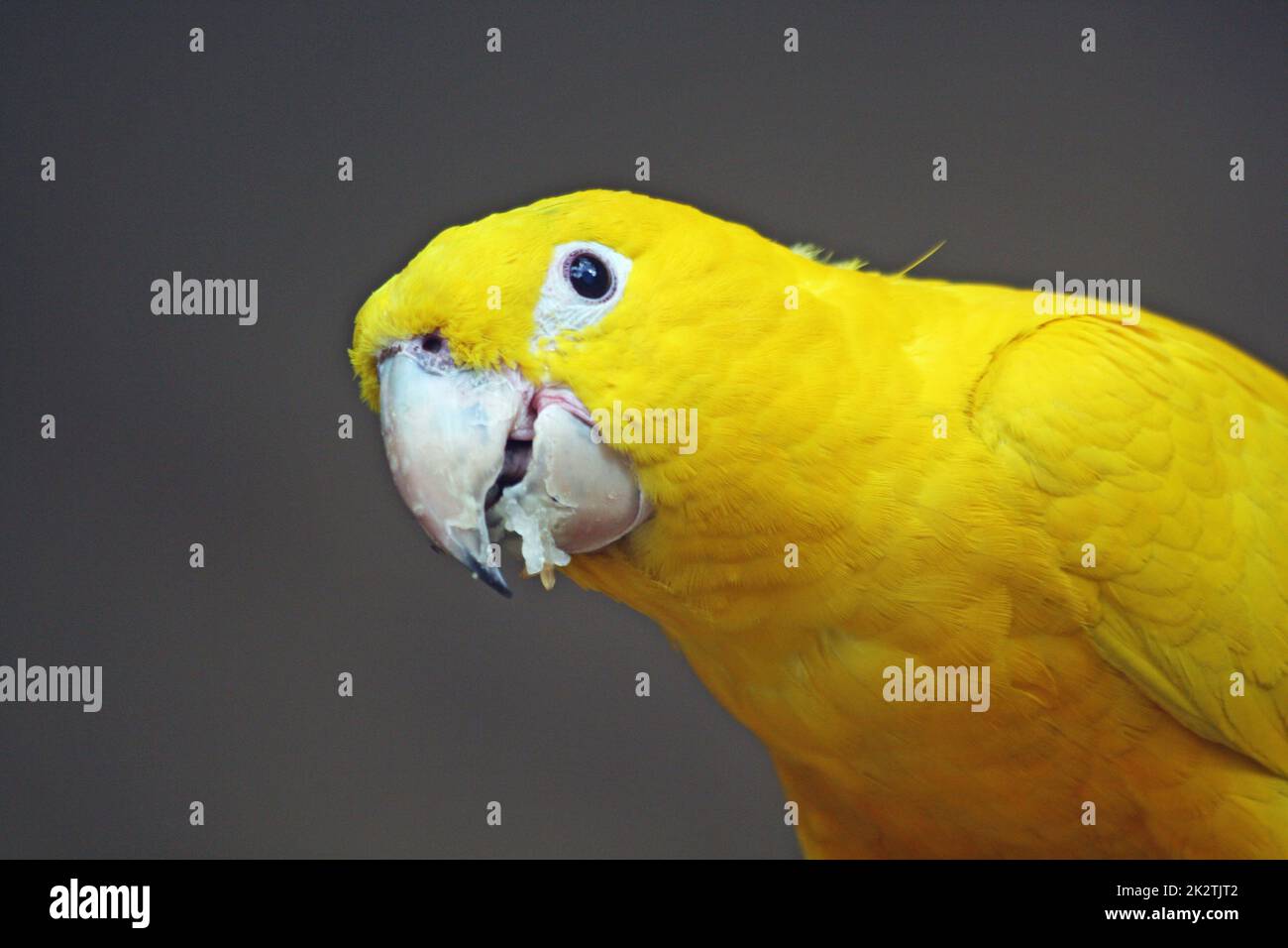 Golden parakeet hi-res stock photography and images - Alamy