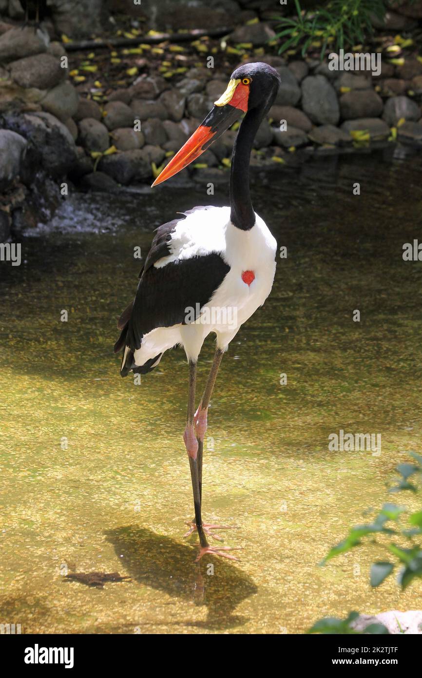 Sattelstorch hi-res stock photography and images - Alamy