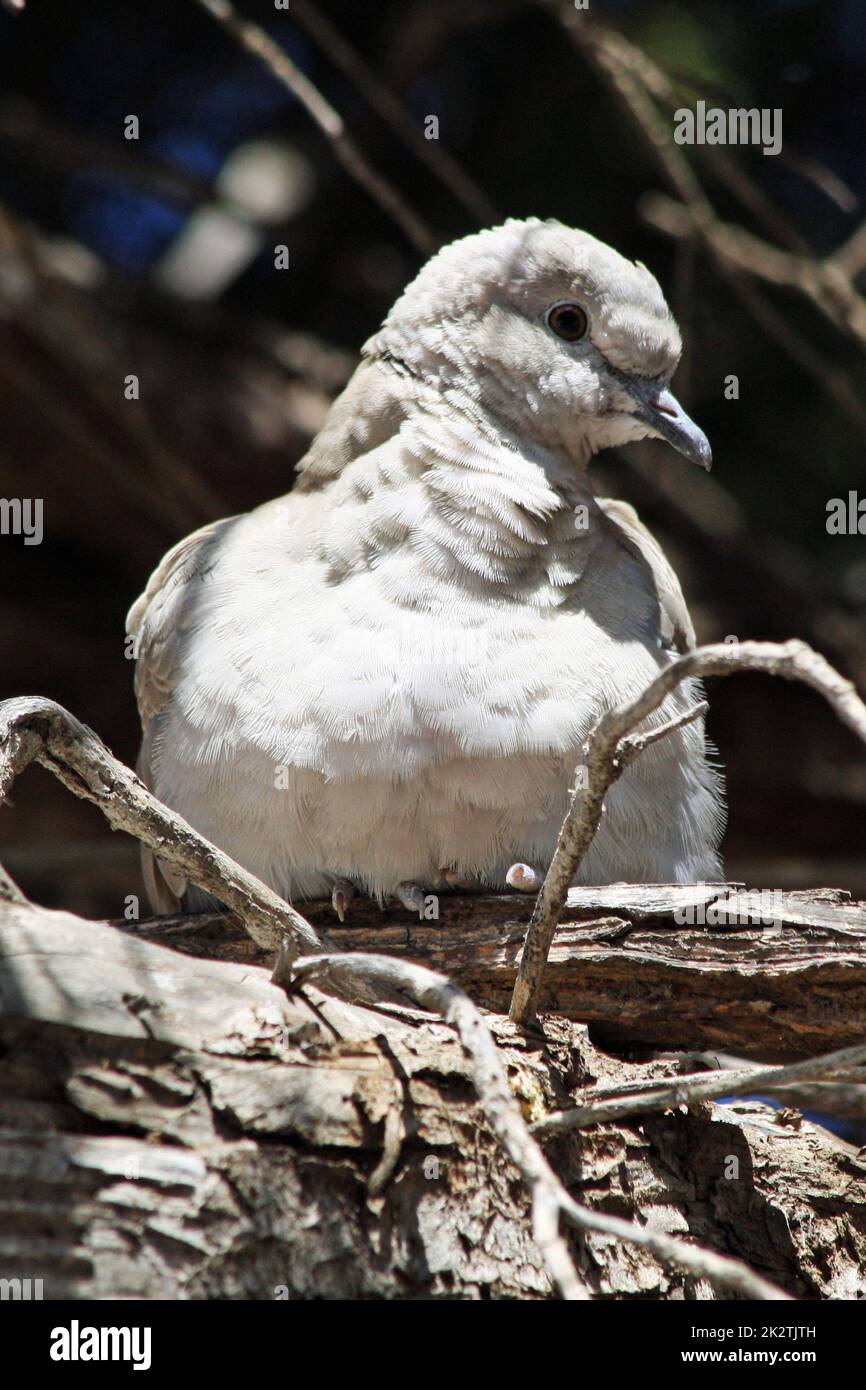 eurasian collared dove Stock Photo - Alamy
