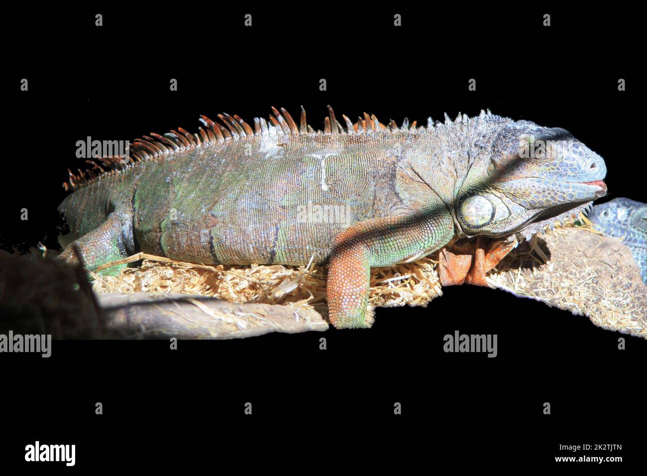 Leguan lizard hi-res stock photography and images - Alamy