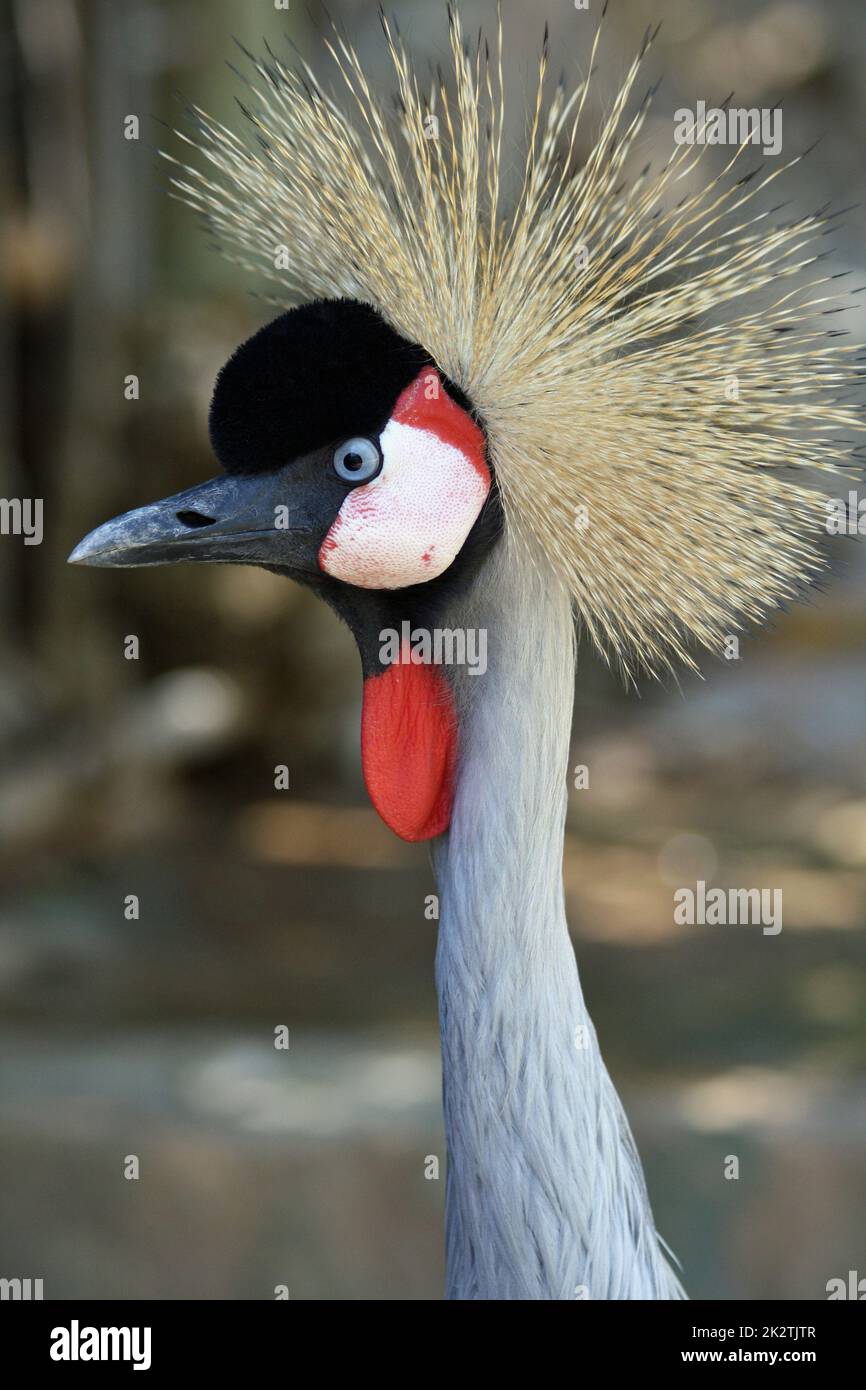 black crowned crane Stock Photo - Alamy