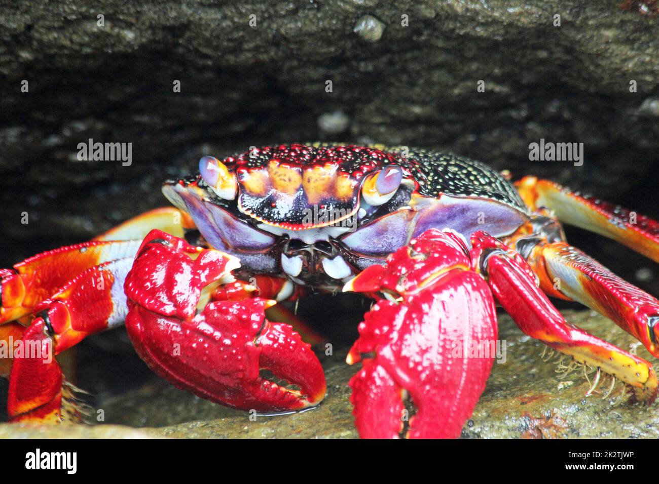 red rock crab Stock Photo - Alamy