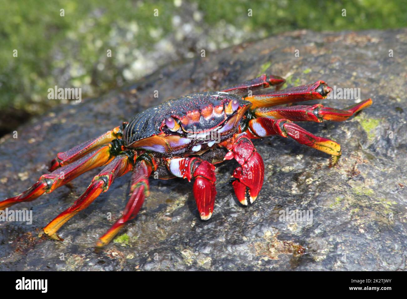 red rock crab Stock Photo - Alamy