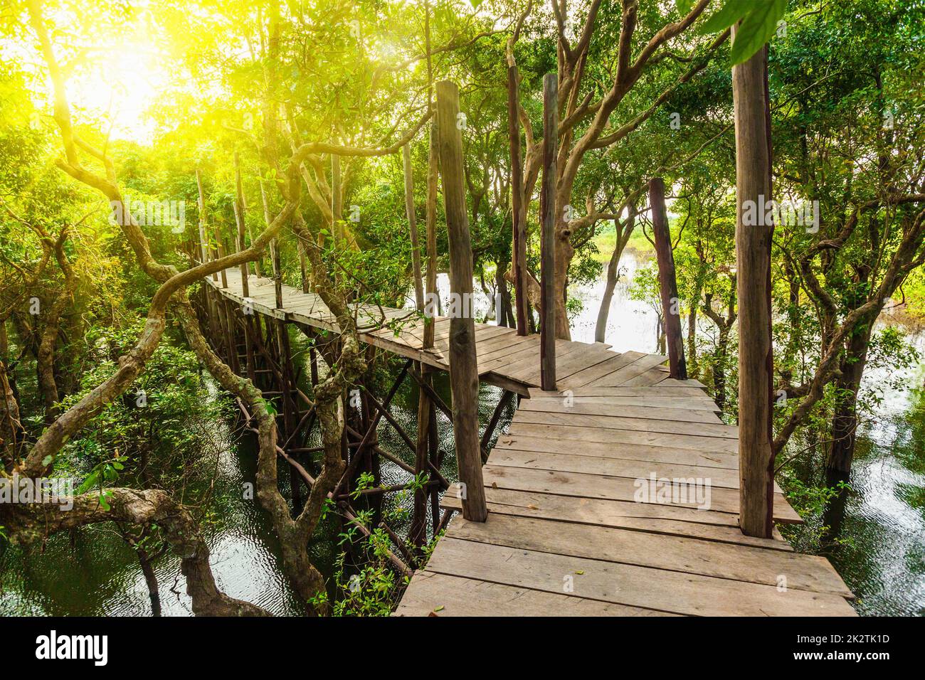 Rain rainforest bridge wood hi-res stock photography and images - Alamy
