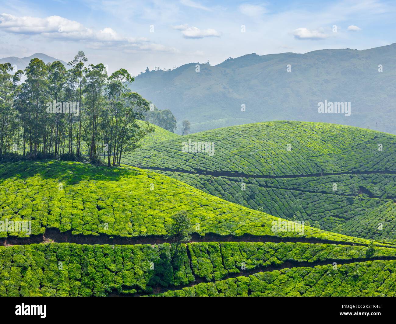 Indian tea plantations hi-res stock photography and images - Alamy