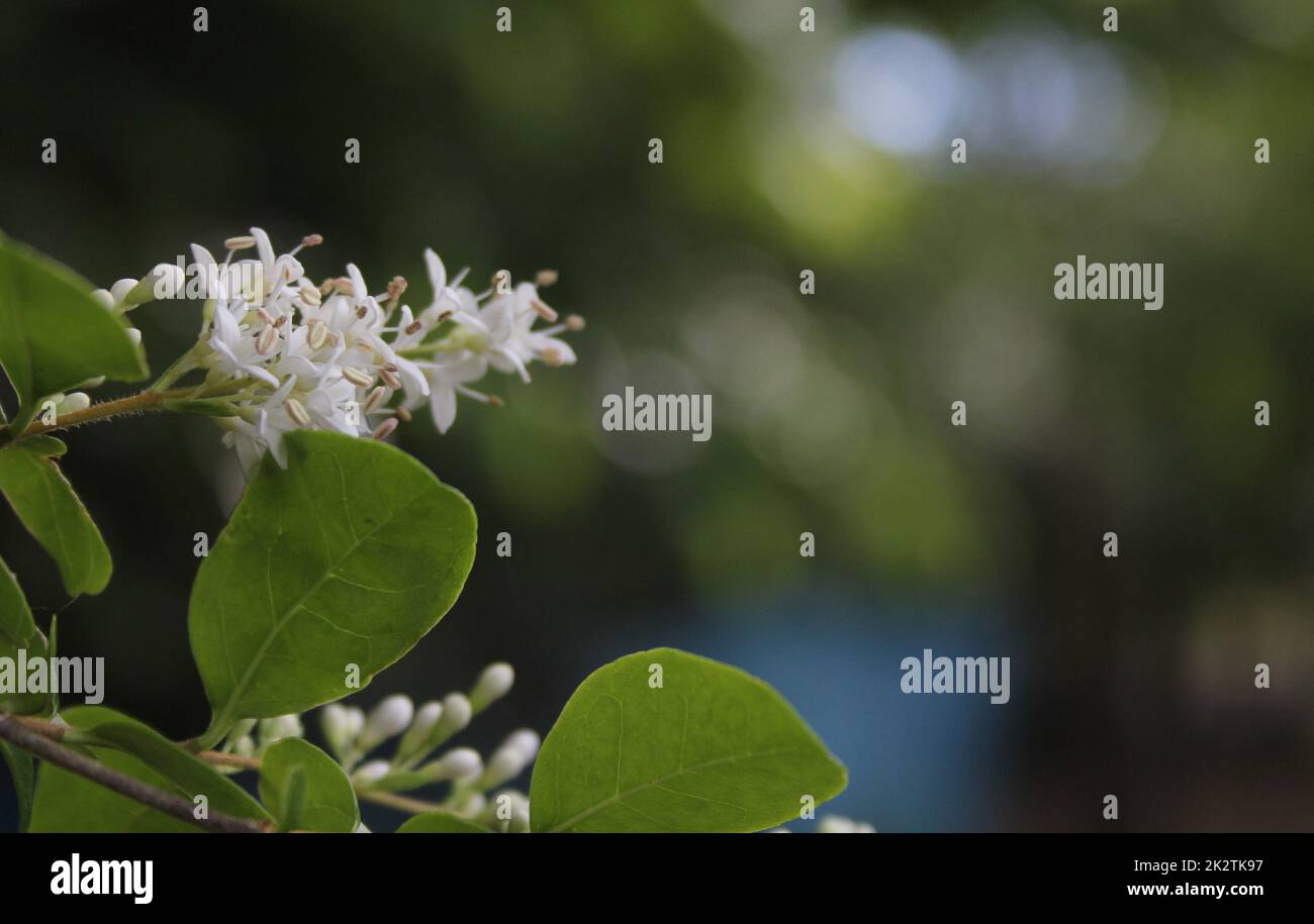 Texas Flowering Privet Ligustrum Shrub Shallow DOF Stock Photo - Alamy
