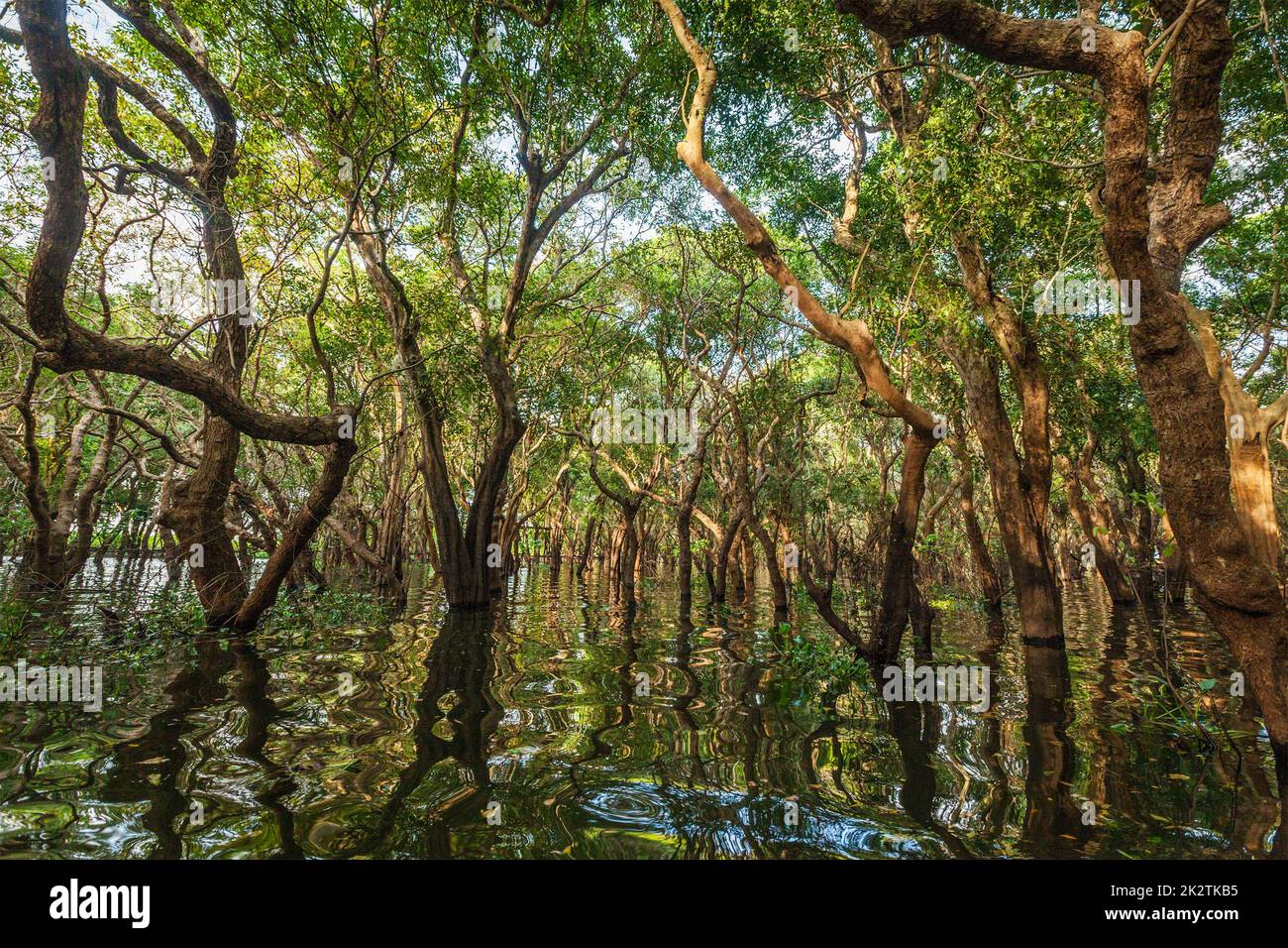 Flooded trees in mangrove rain forest Stock Photo - Alamy