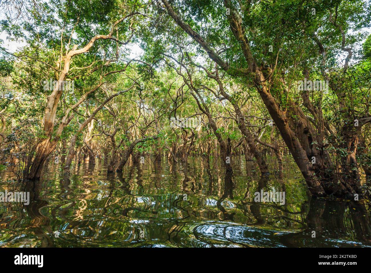 Flooded trees in mangrove rain forest Stock Photo - Alamy