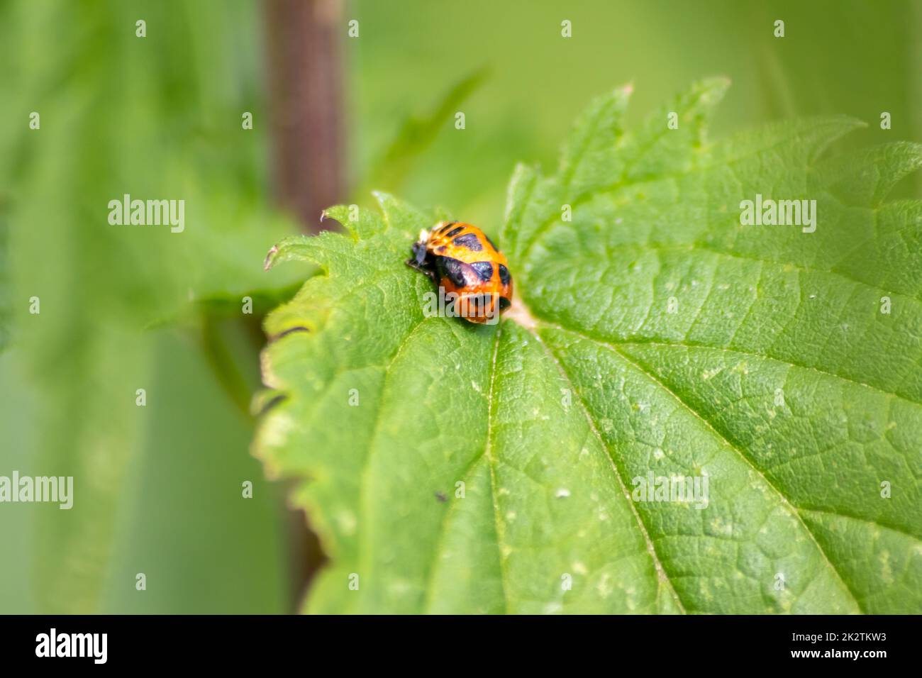 New born ladybug eclosing green leaf switches from larva to ladybug ...