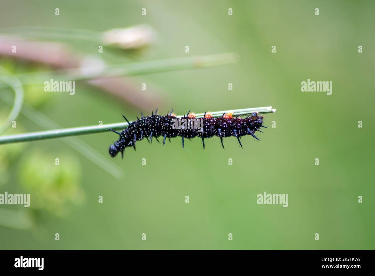 Big black caterpillar with white dots, black tentacles and orange feet ...