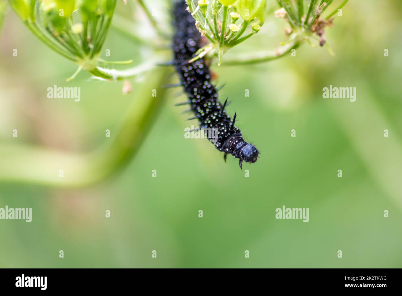 Big black caterpillar with white dots, black tentacles and orange feet ...