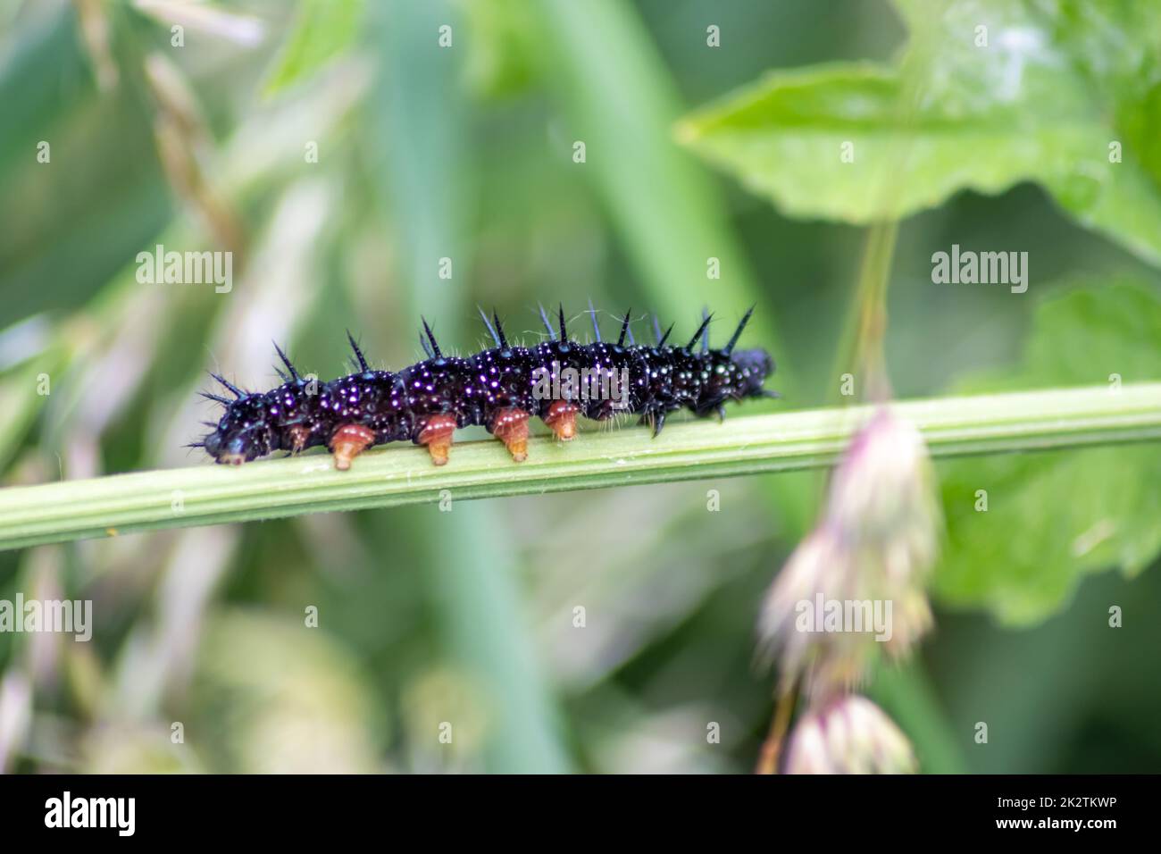 Big black caterpillar with white dots, black tentacles and orange feet ...