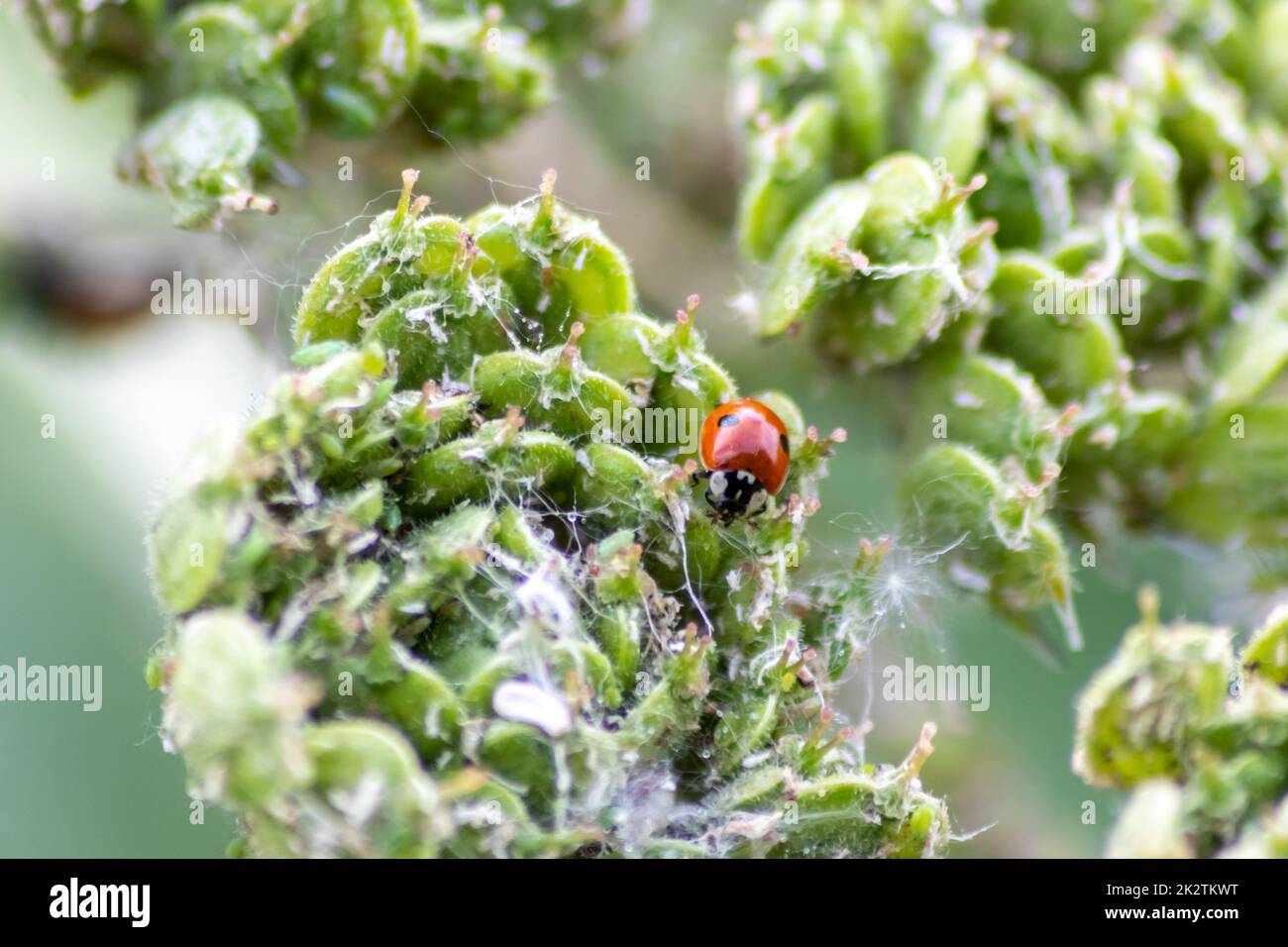 Beautiful black dotted red ladybug beetle climbing in a plant with ...