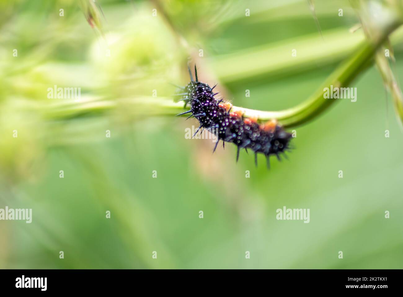 Big black caterpillar with white dots, black tentacles and orange feet ...