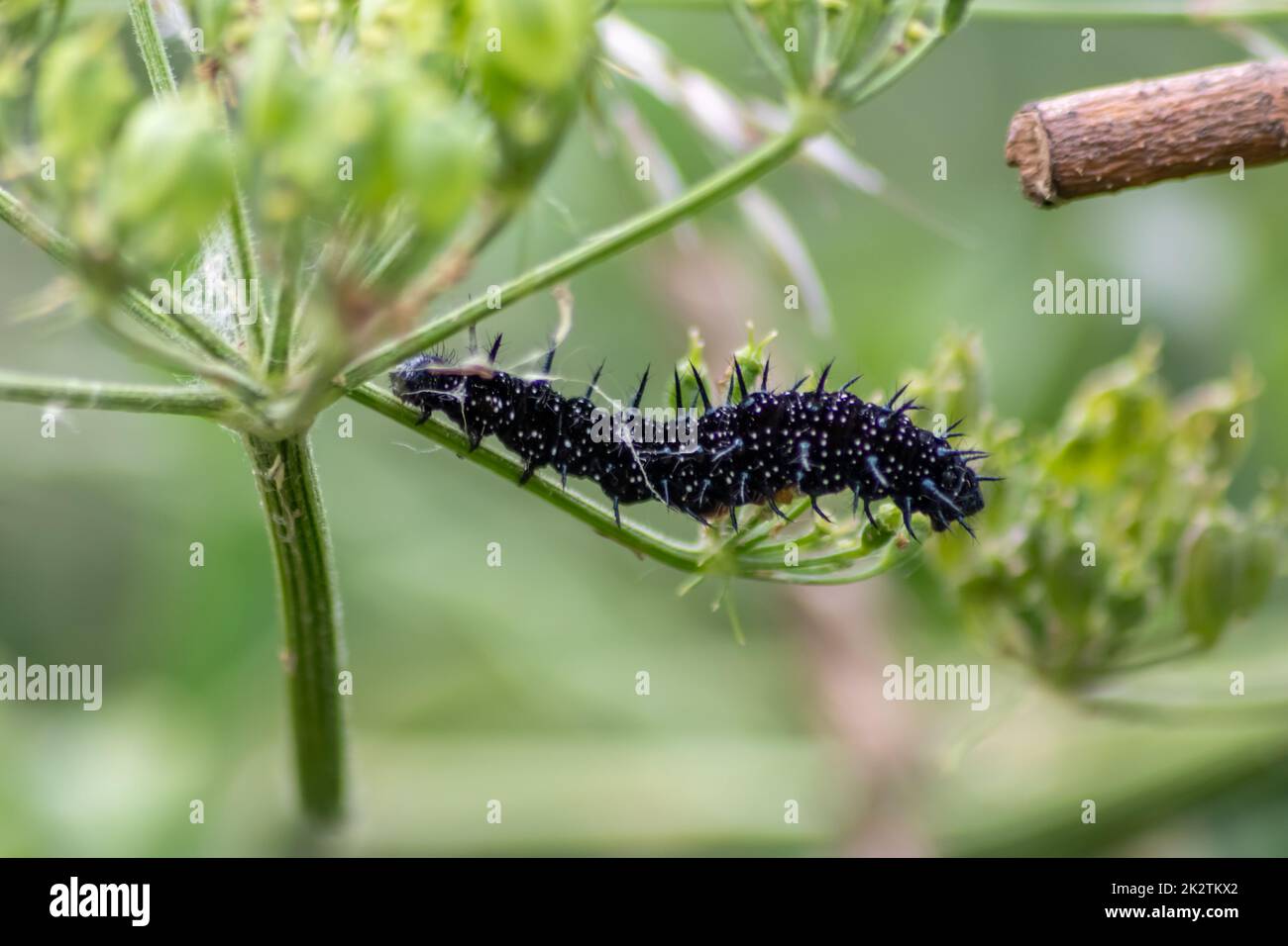 Big black caterpillar with white dots, black tentacles and orange feet ...