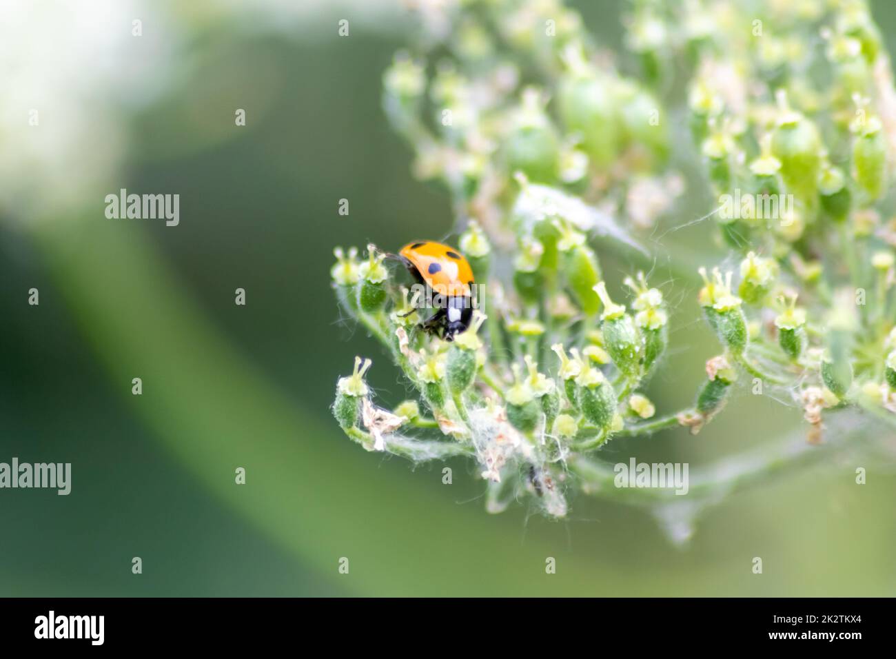 Beautiful black dotted red ladybug beetle climbing in a plant with ...