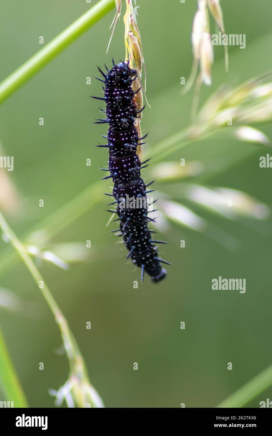 Big black caterpillar with white dots, black tentacles and orange feet ...