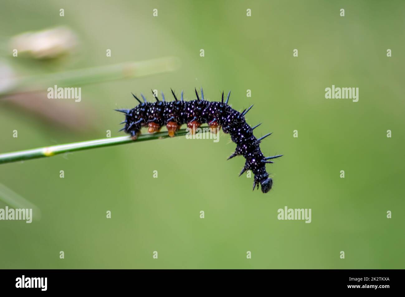 Big black caterpillar with white dots, black tentacles and orange feet ...