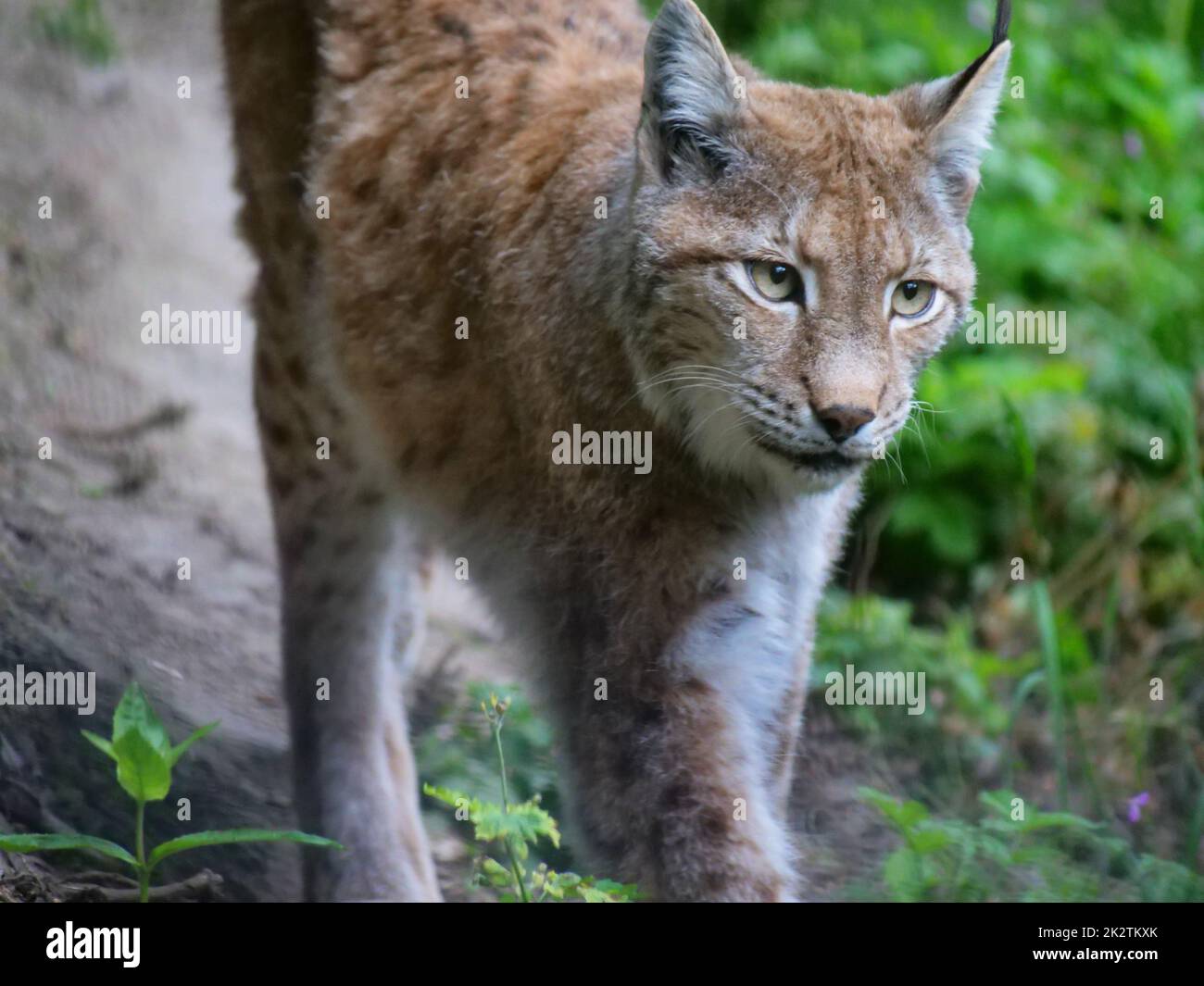 Eurasian bobcat in action in the wild Stock Photo - Alamy