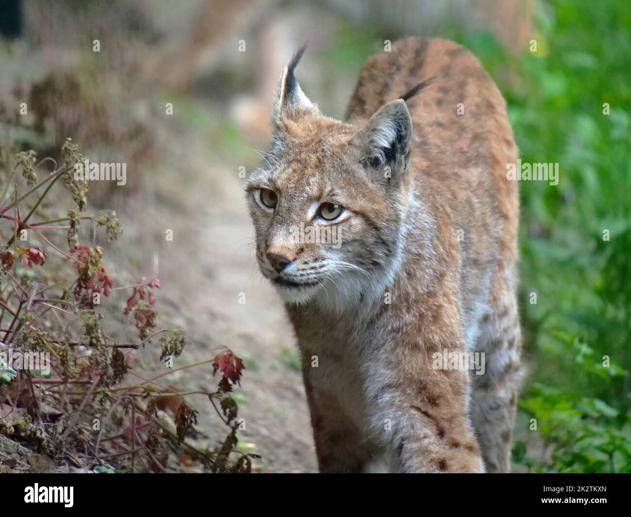 Eurasian bobcat in action in the wild Stock Photo - Alamy