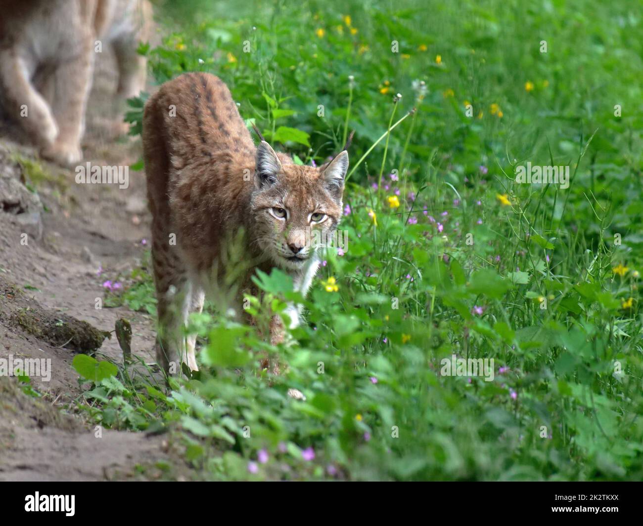 Eurasian bobcat in action in the wild Stock Photo - Alamy