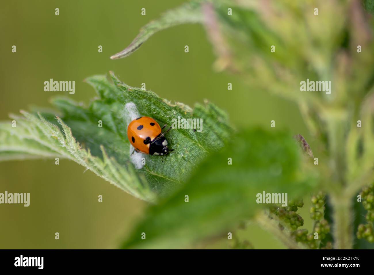 Beautiful black dotted red ladybug beetle climbing in a plant with ...