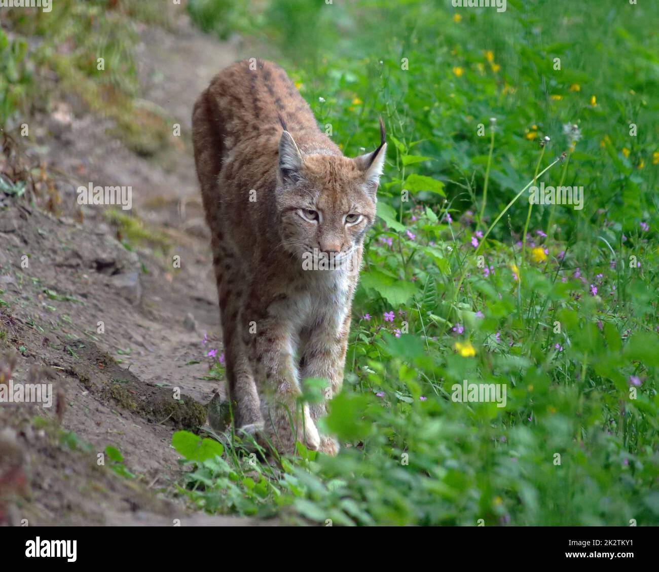 Eurasian bobcat in action in the wild Stock Photo - Alamy