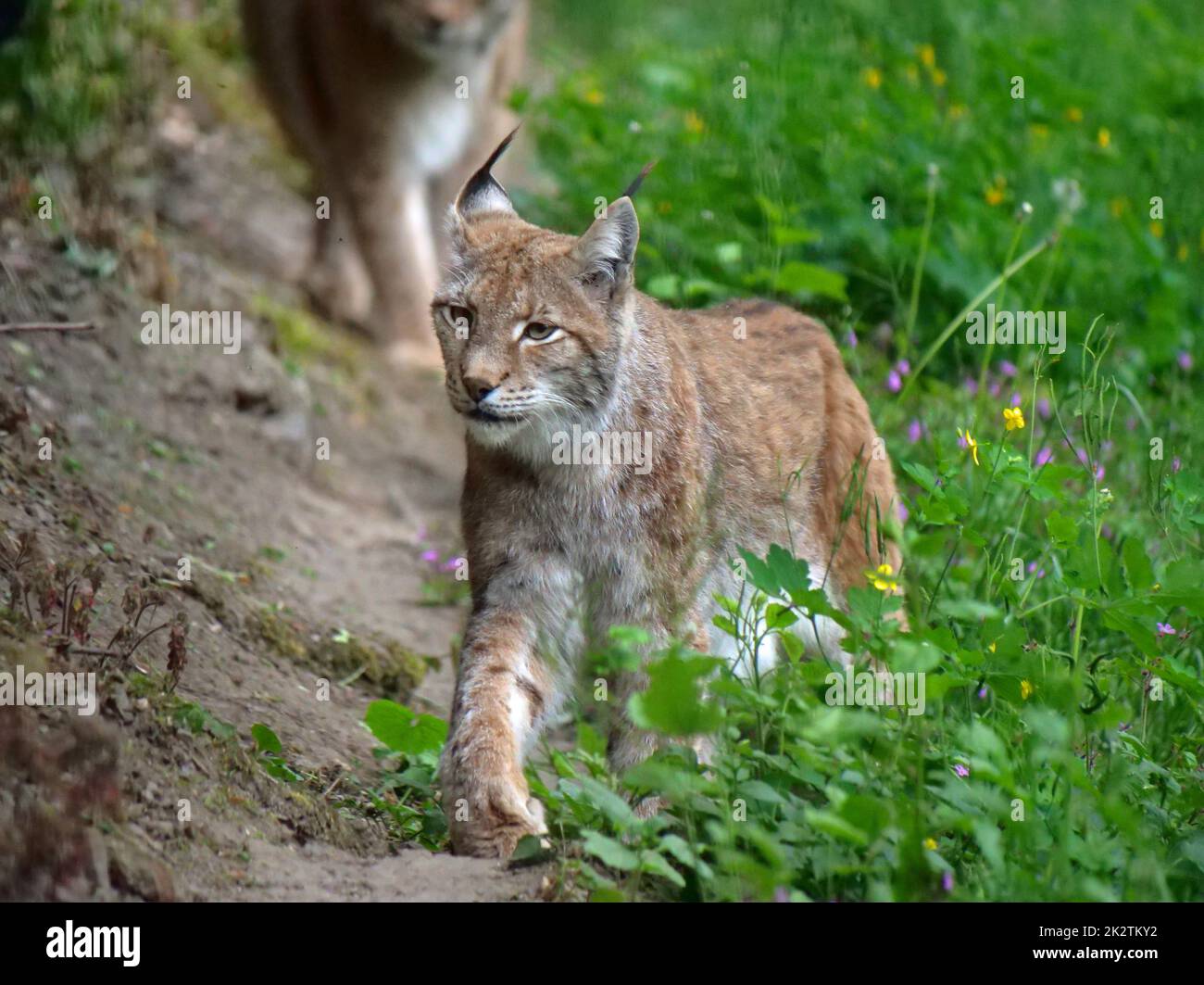 Eurasian bobcat in action in the wild Stock Photo - Alamy