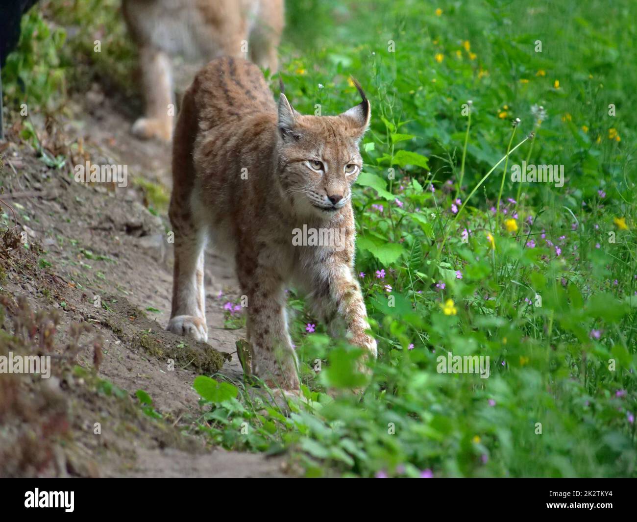 Eurasian bobcat in action in the wild Stock Photo - Alamy