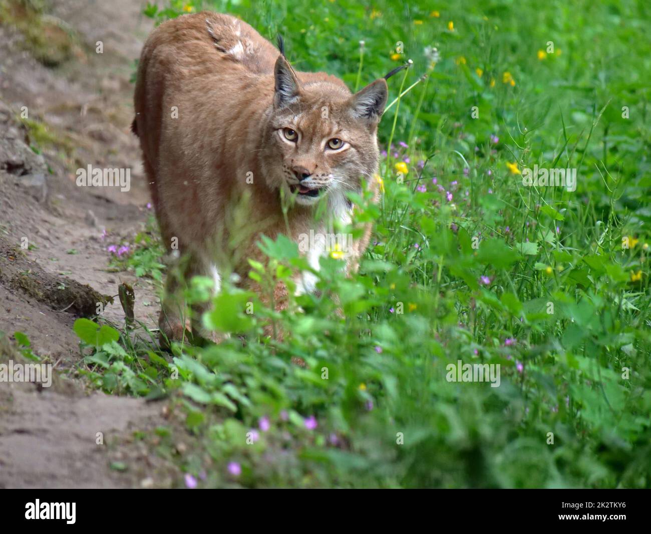 Eurasian bobcat in action in the wild Stock Photo - Alamy