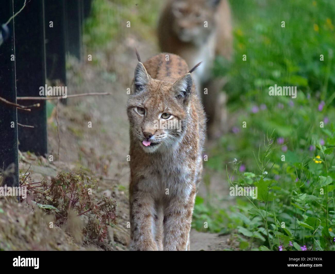 Eurasian bobcat in action in the wild Stock Photo - Alamy