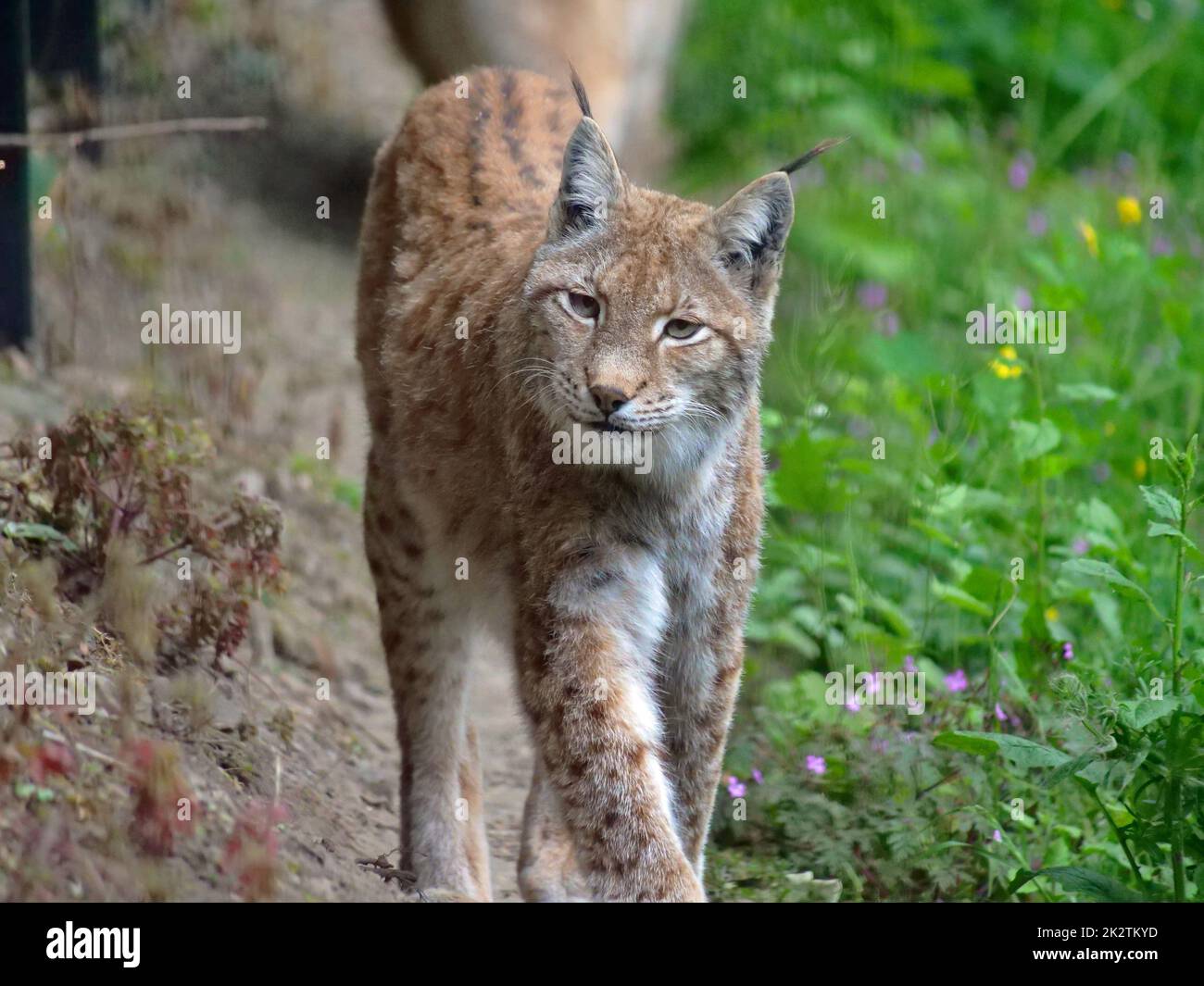 Eurasian bobcat in action in the wild Stock Photo - Alamy